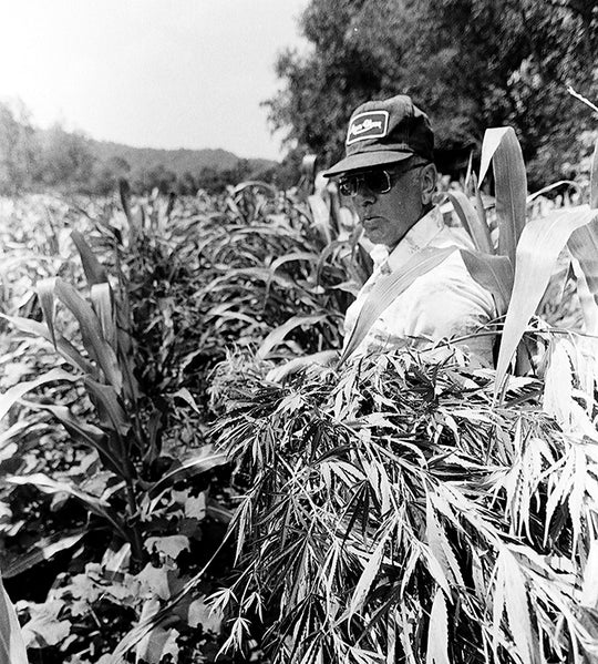 Bluegrass Basin Hemp™ - Cornbread Hemp®